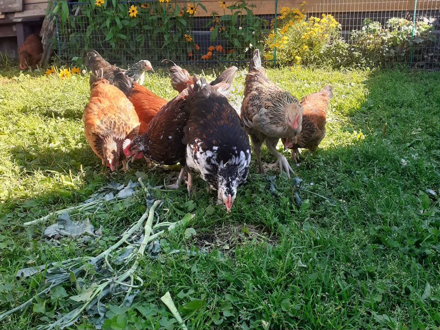 Петушки породы Шведский блюмен и Бентамки