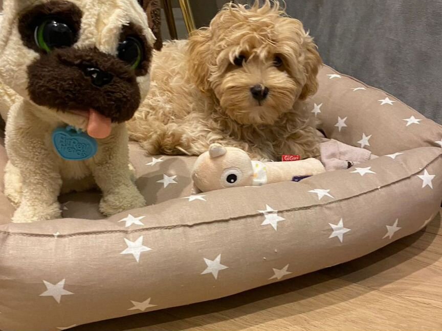 Мальтипу ф1 шикарные щенки