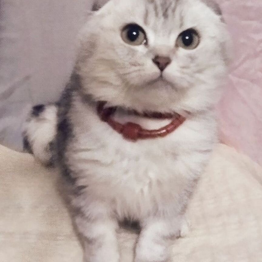 Шотландский котик 5., 5 мес