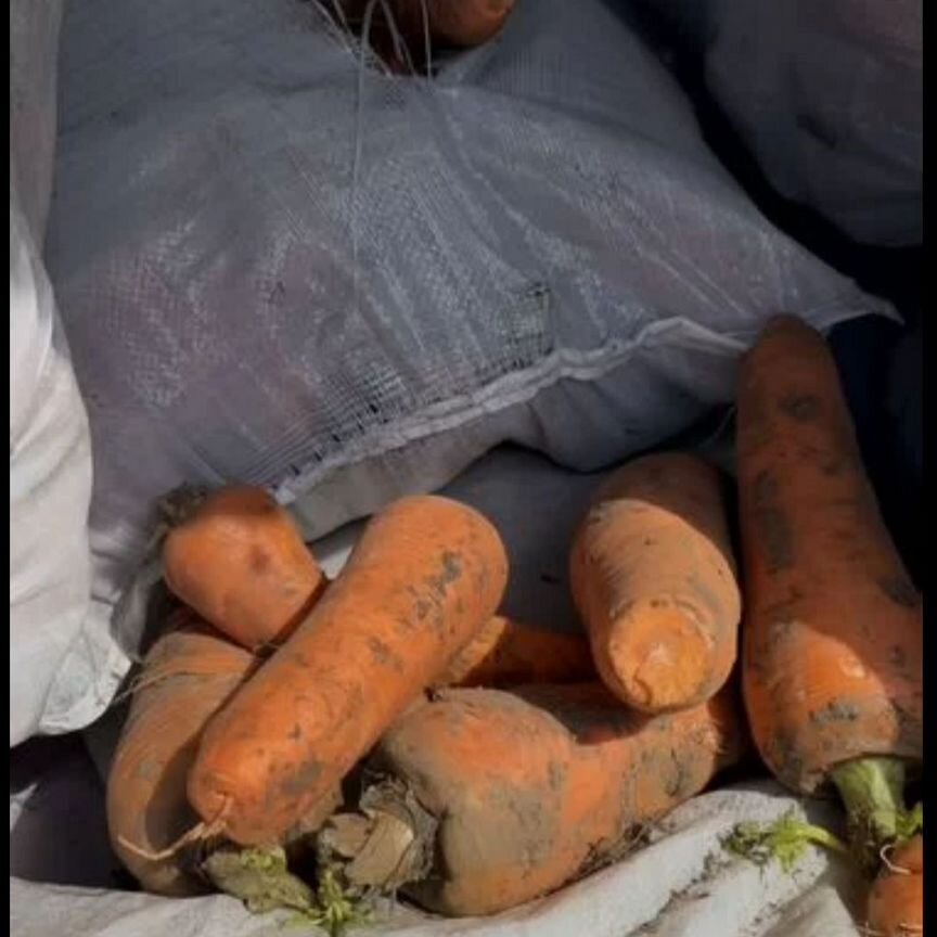 Морковь для скота корм