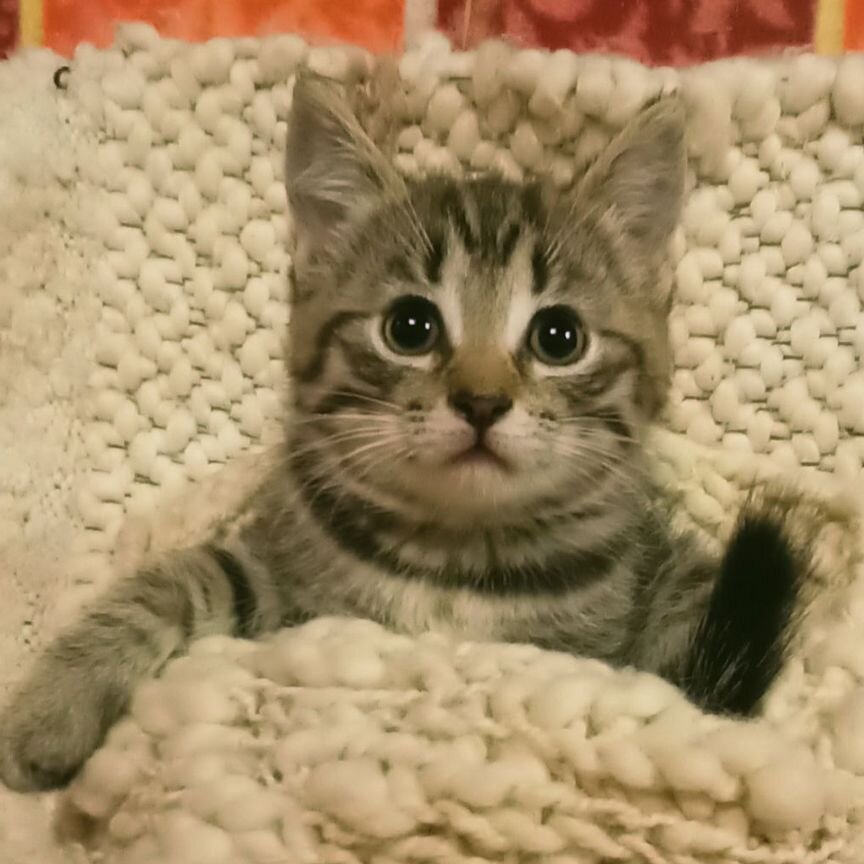 Котенок