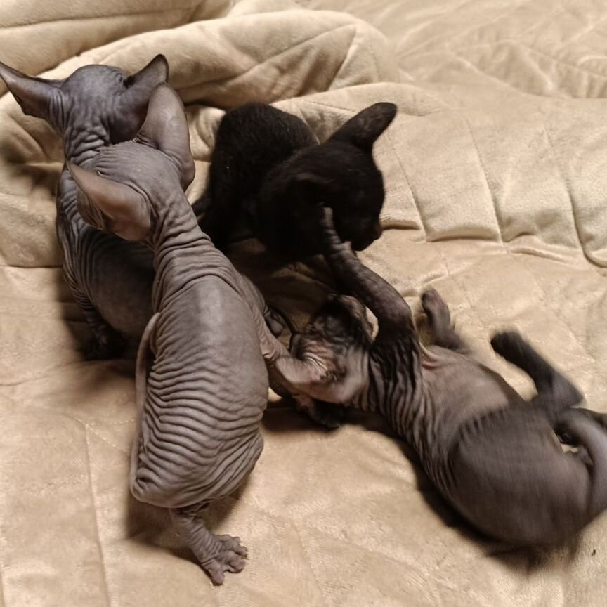 Канадский сфинкс котёнок