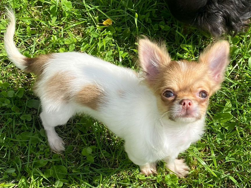 Изюм 6 мес мини(доставка)