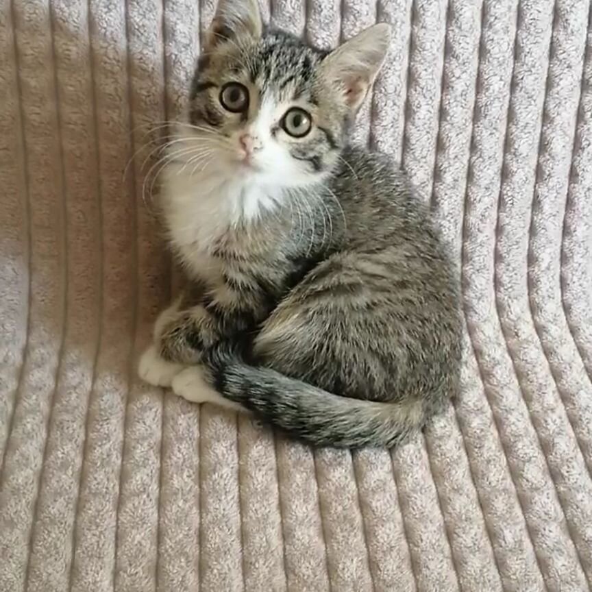 Шотландская