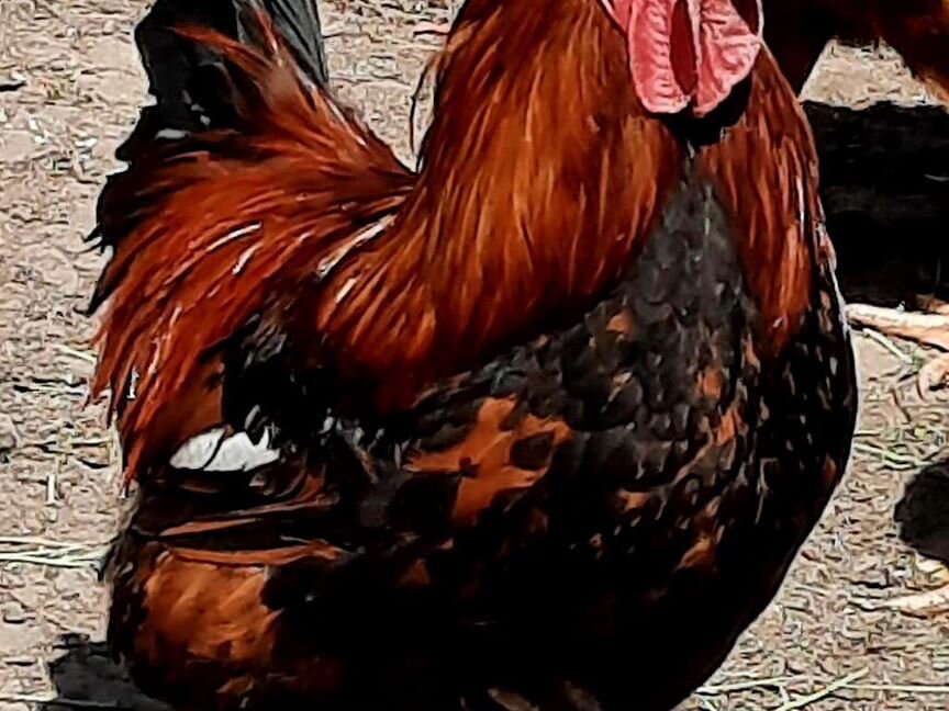 Петушки молодые