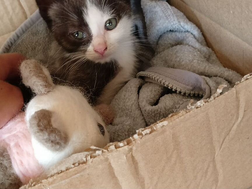 Котëнок в добрые руки