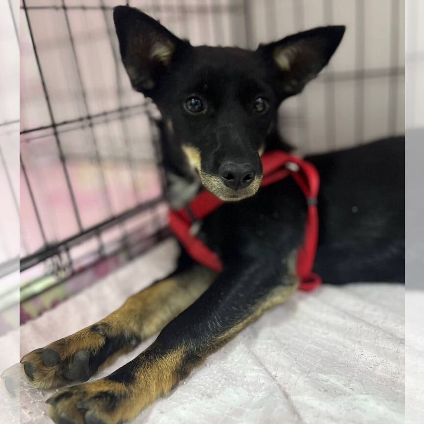 Взрослая собака в добрые руки