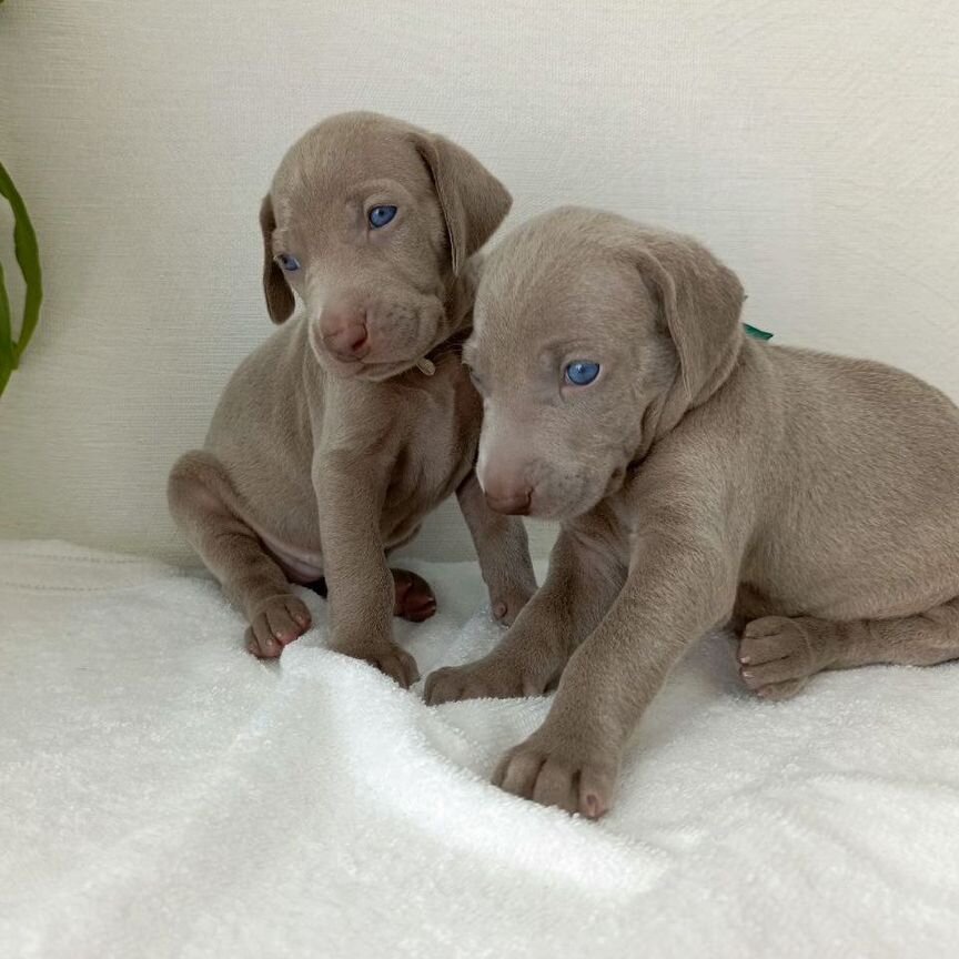 Щенки веймаранера