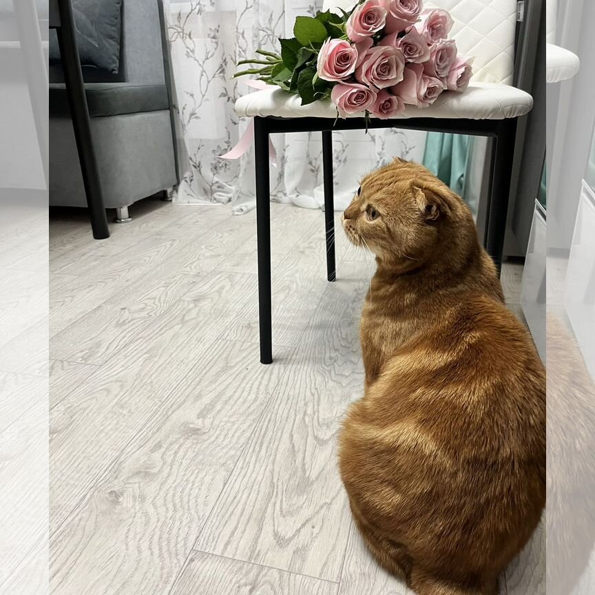 Мраморный шотландский кот