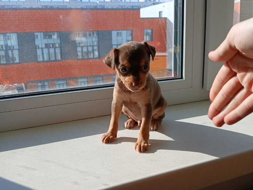 Мини той-терьер