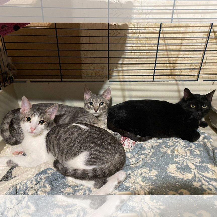 Котёнок в добрые руки