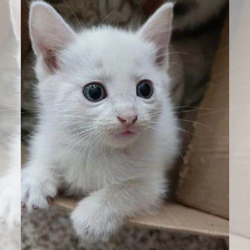 Котёнок от частного владельца