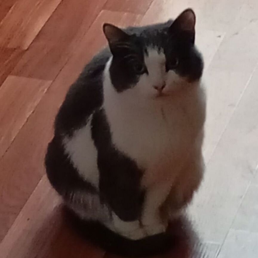 Взрослая, кошка в добрые руки