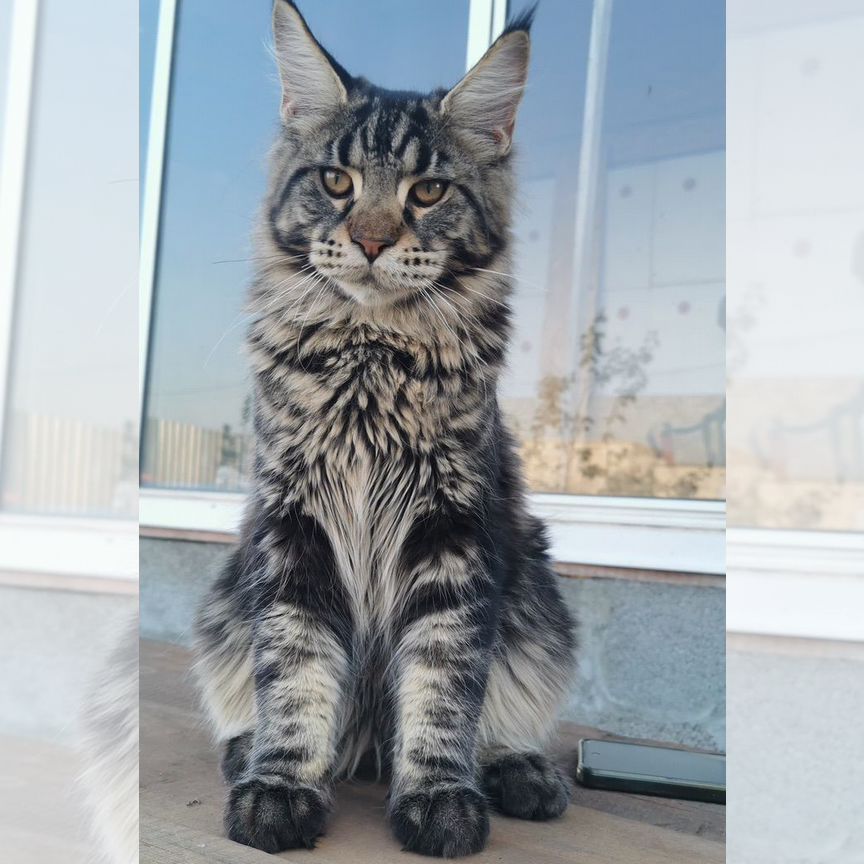 Котенок мейн-кун