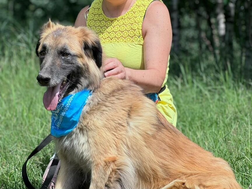 Собака Спокойный Тайсон