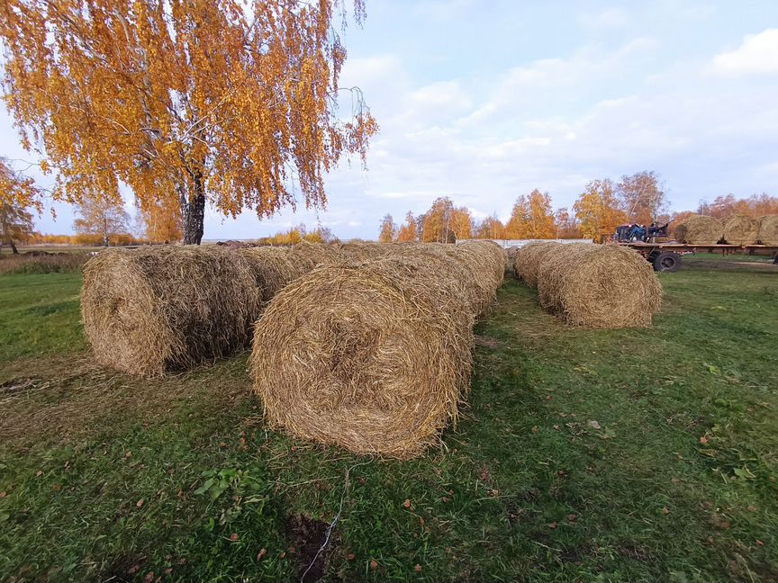 Солома