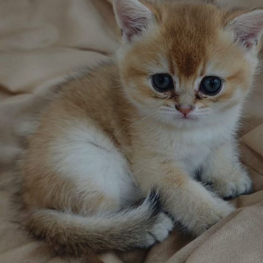 Британский короткошёрстный котёнок