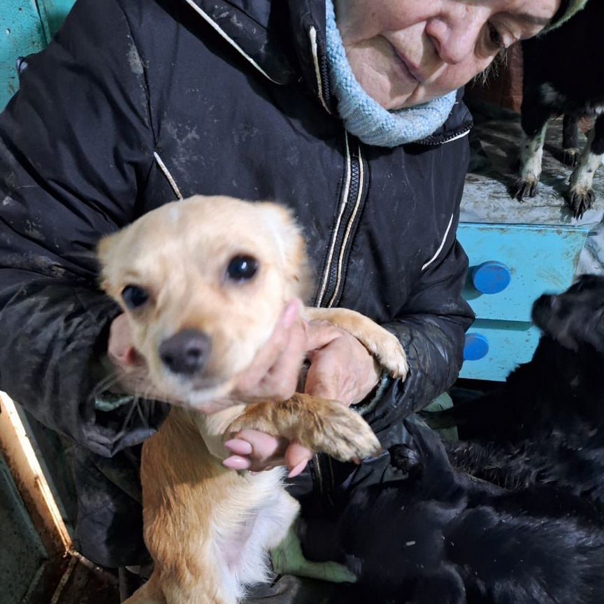 Маленикий собакин