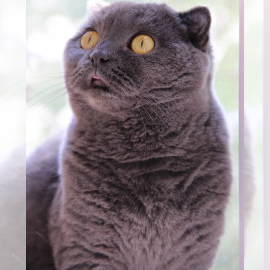 Шотландские вислоухие котики