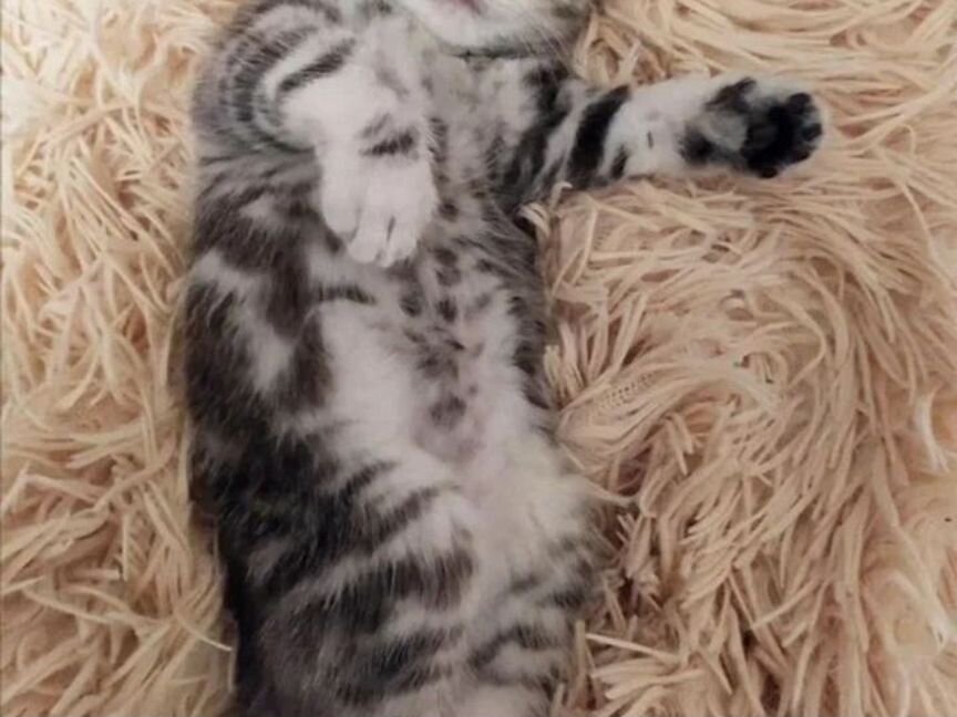 Котенок в добрые руки