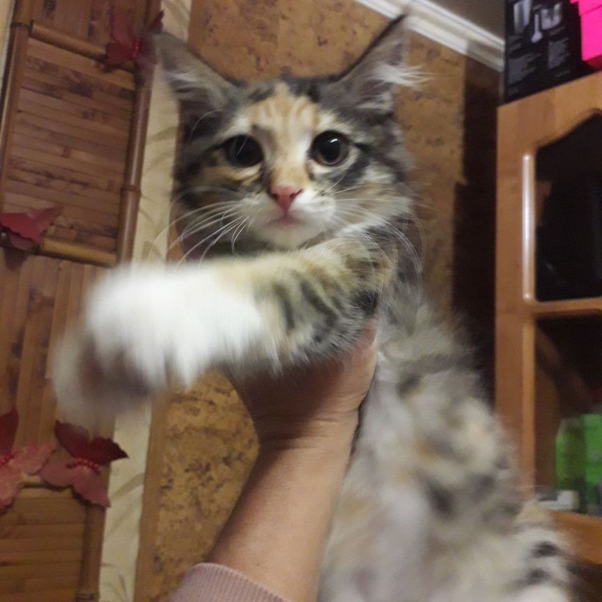 Котёнок