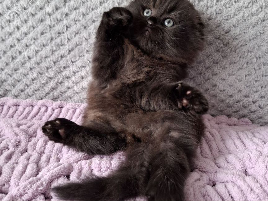 Вислоухие котята