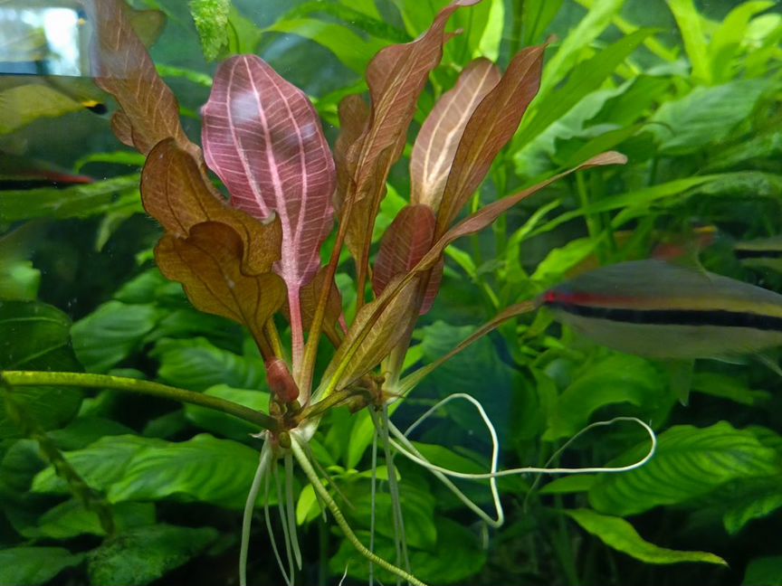 Эхинодорус Барта Echinodorus x barthii