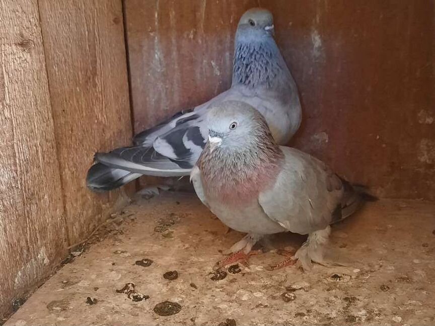 Голуби касаны