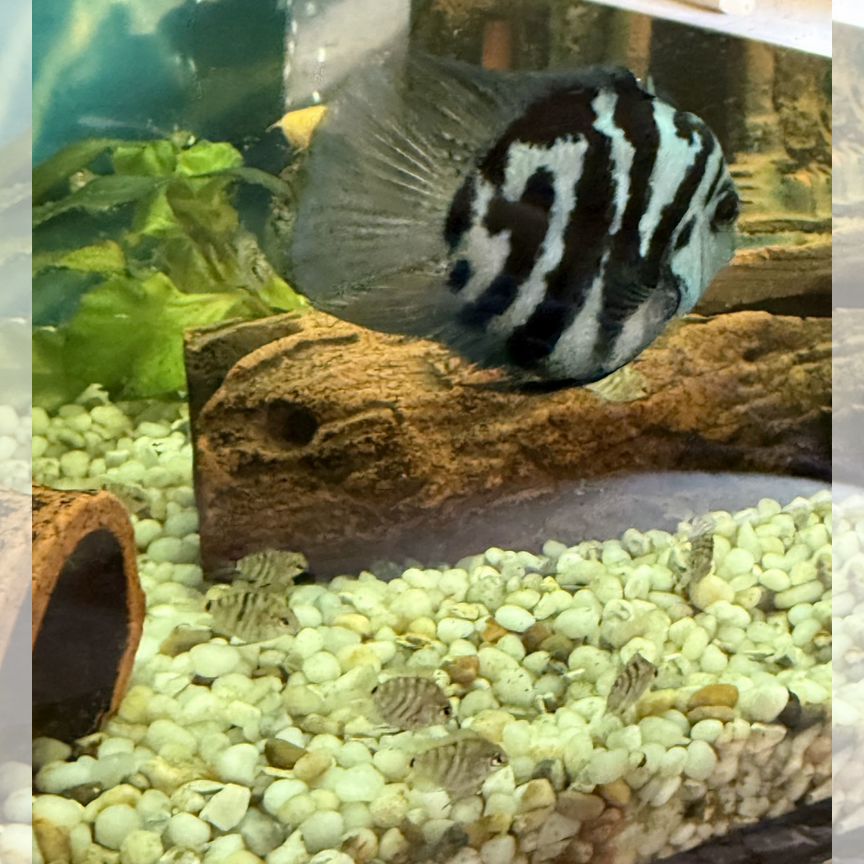 Аквариумные рыбки попугай