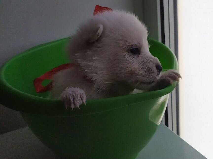 Щенок самоедской лайки