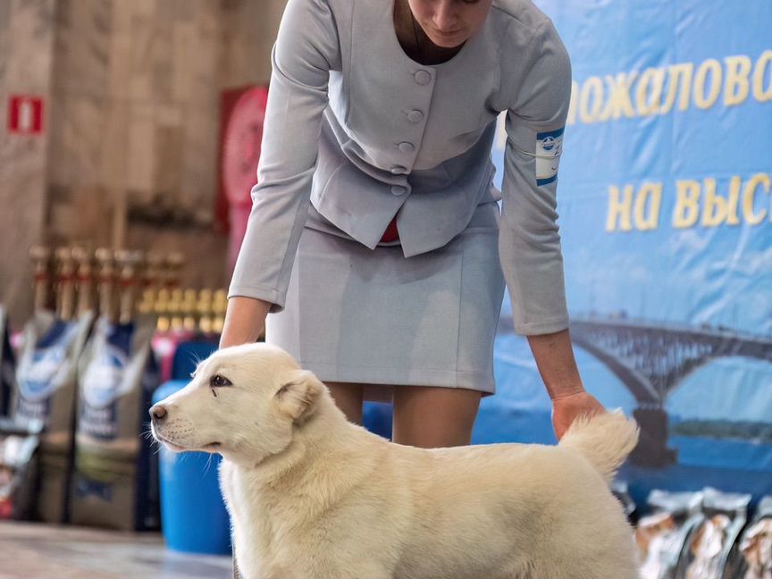 Щенок среднеазиатской овчарки сао 5 месяцев