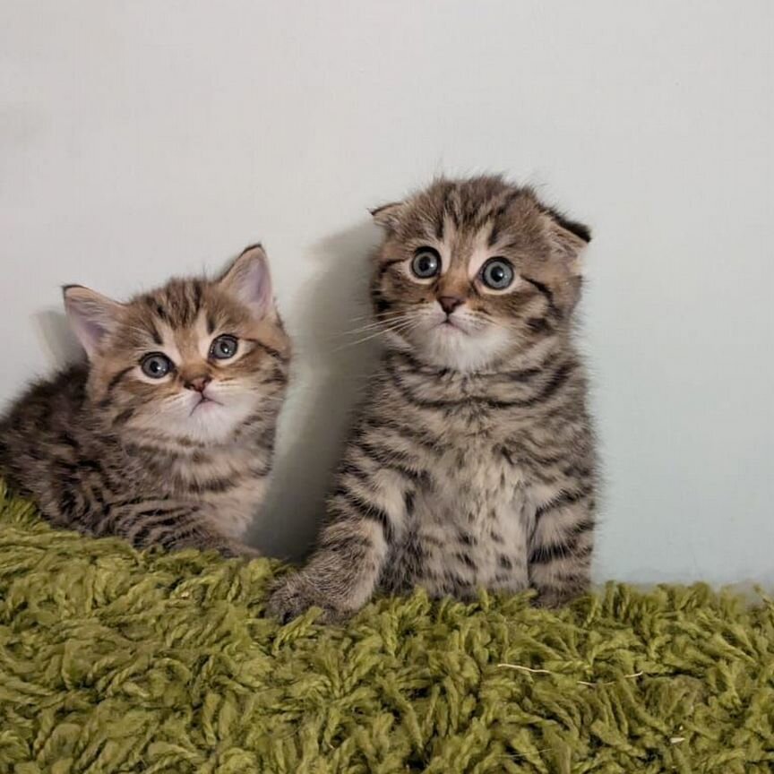 Котята