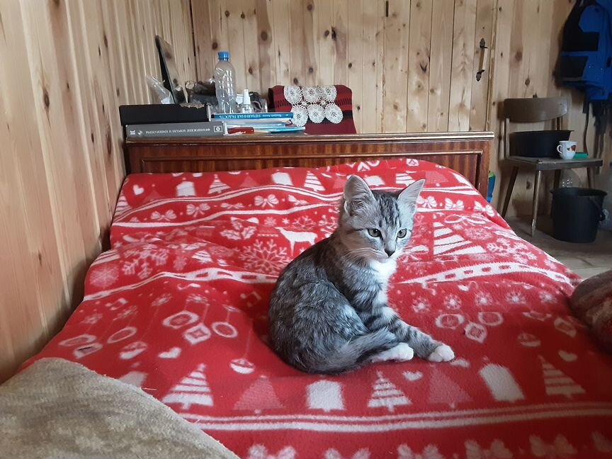 Котенок-девочка из культурной семьи кошек