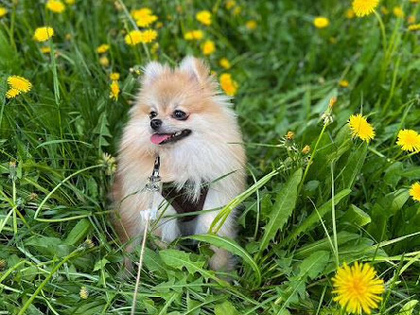 Не продаётся Шпиц померанский, мини