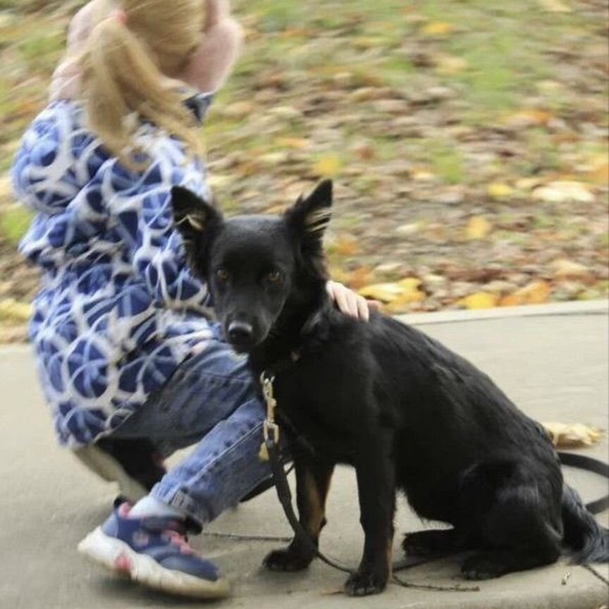 Мини собачка щенок девочка 4 месяца