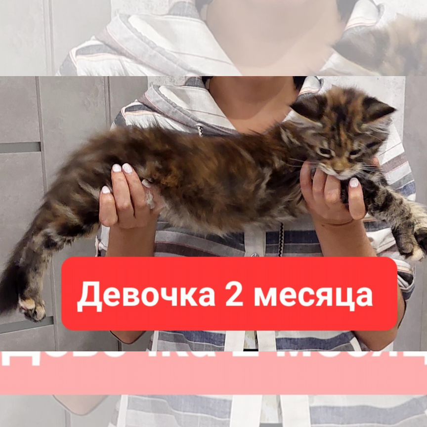 Мейн-кун Огромных размеров