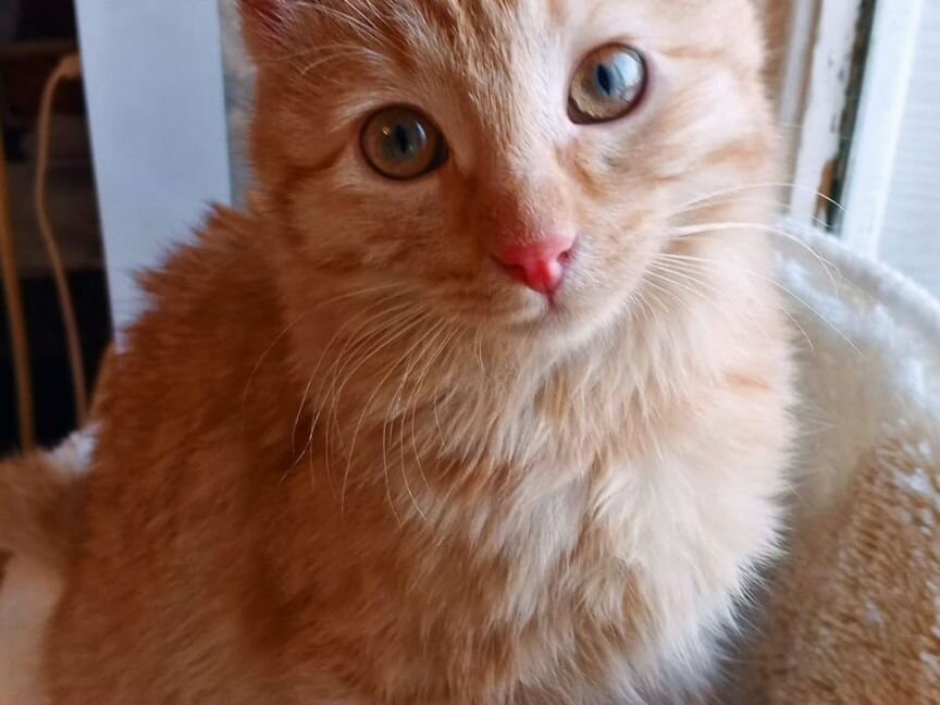 Котенок 3мес ищет дом
