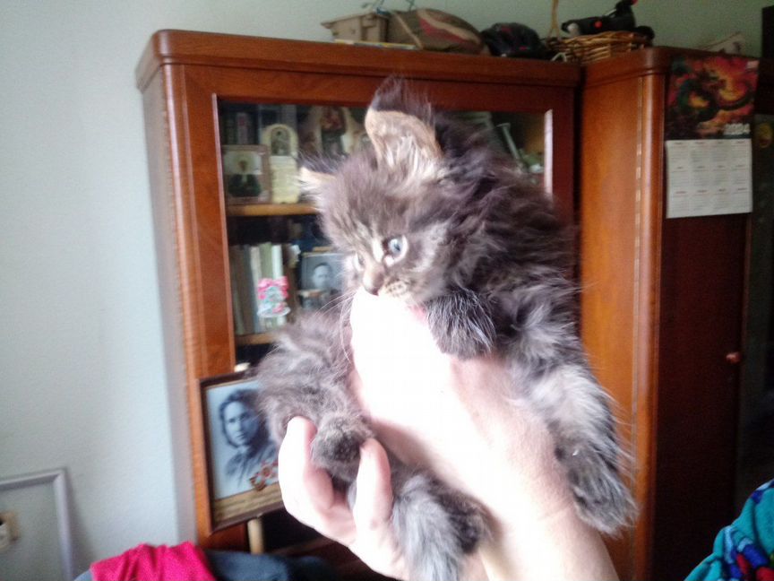 Котенок в добрые руки