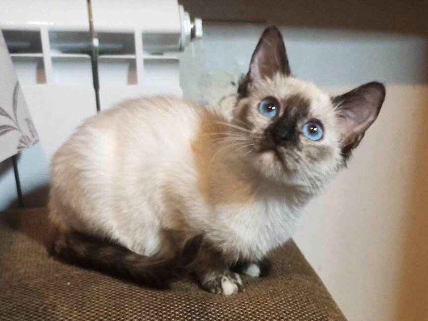 Котенок девочка