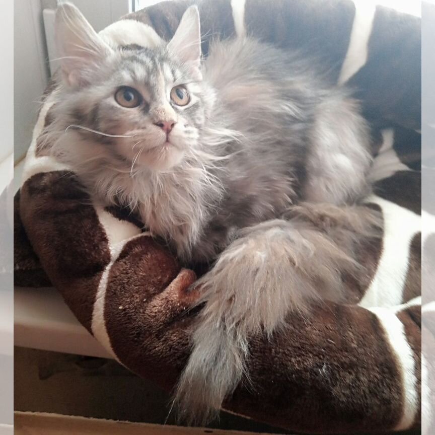 Котята мейн-кун