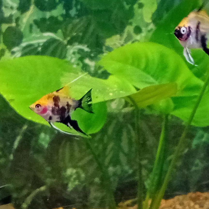 Сеалярии подростки