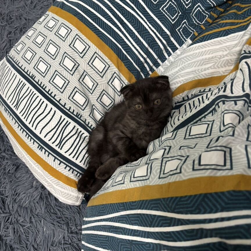 Шотладский веслоухий котенок