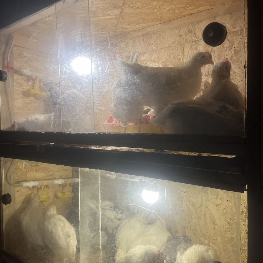 Брудер для цыплят