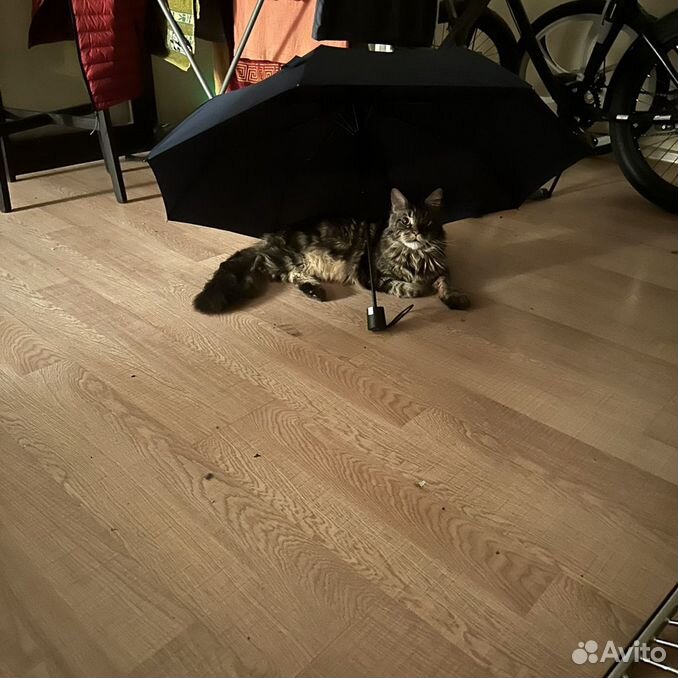 Мэйн кун черный мрамор