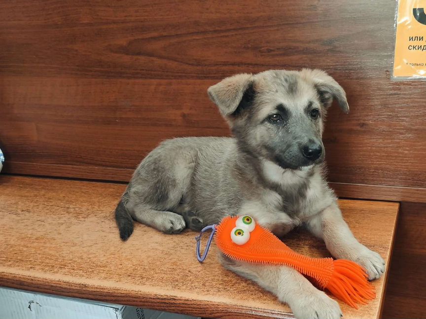 Девочка щенок 3 месяца. Охранные способности