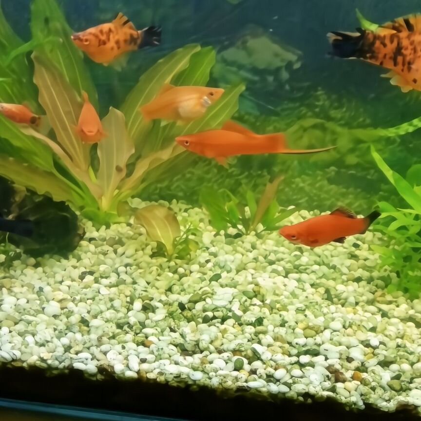 Аквариумные рыбки