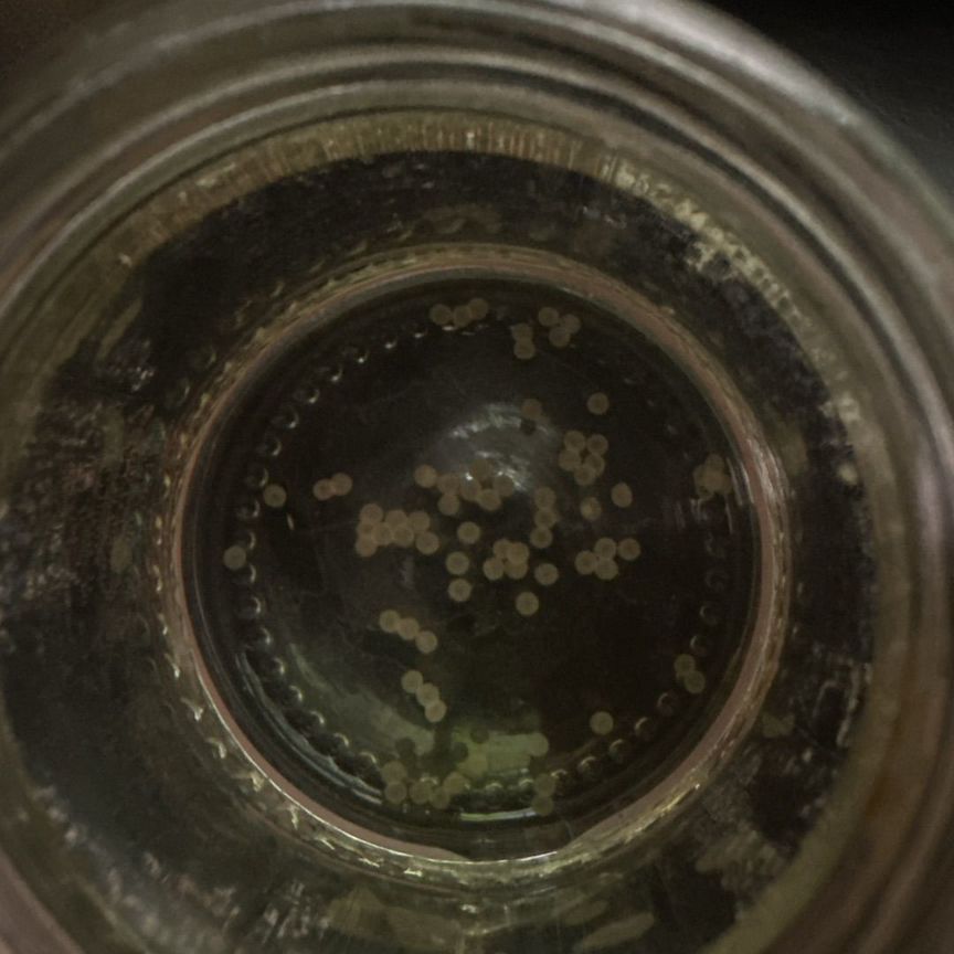 Коридорас икра