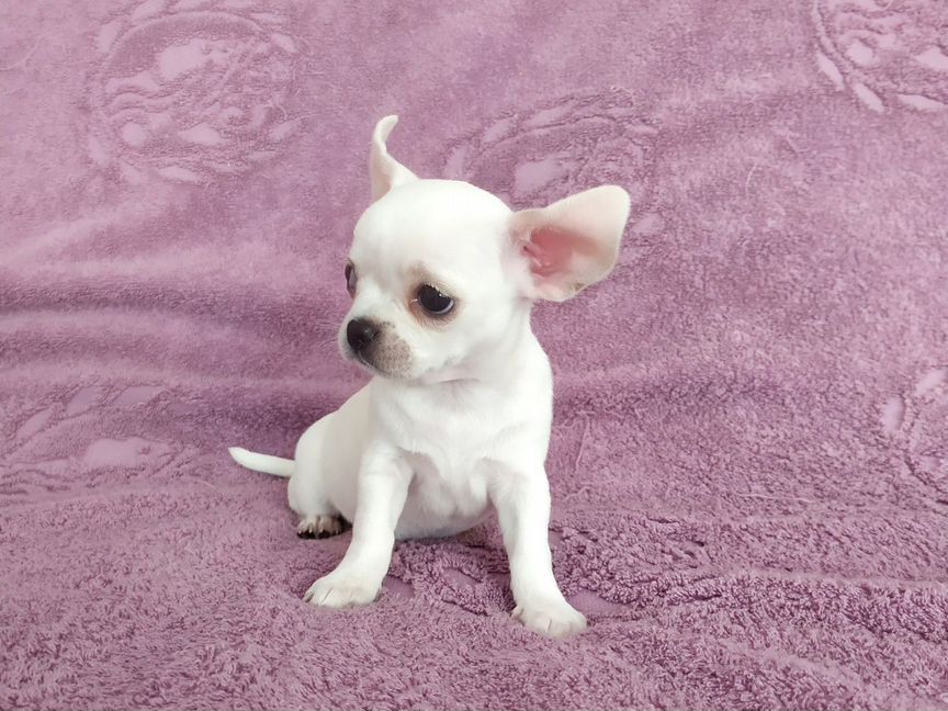 Чихуахуа гш девочка