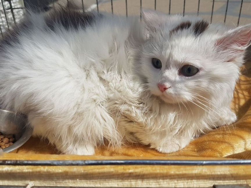 Котик мальчик 4 мес в приюте