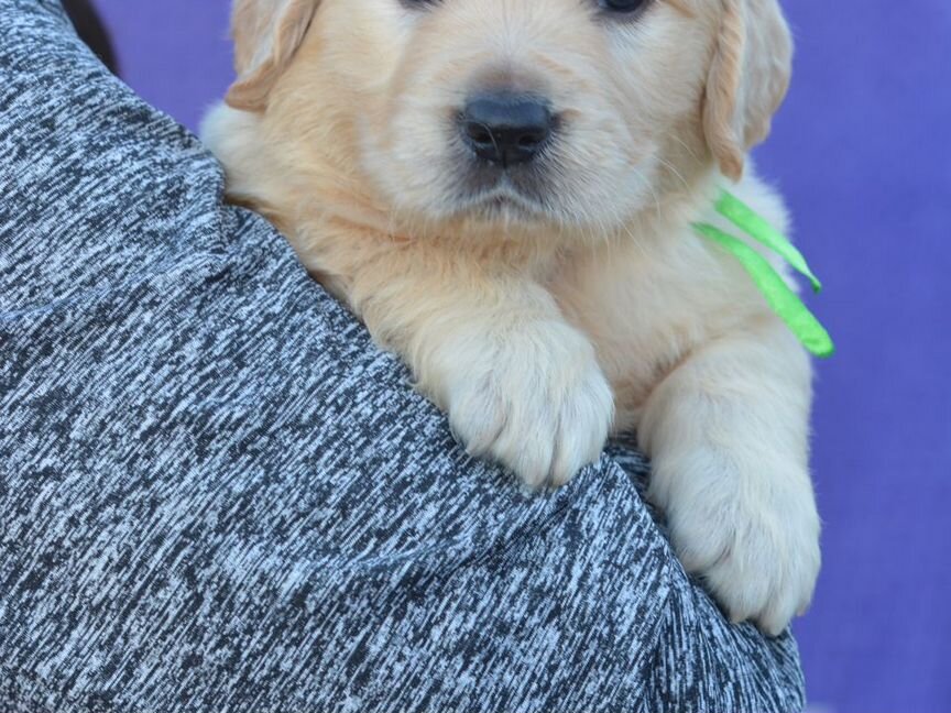 Шикарные щенки золотистого ретривера